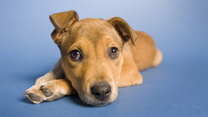 National Mutt Day: What's In A Mutt? - DogTime