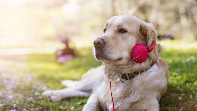Classical Music Calms Dogs More Than Audiobooks