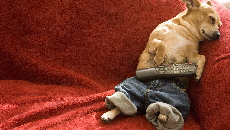Work Like A Dog Day: 9 Funny Dogs Who Are Hardly Working [VIDEOS] - DogTime