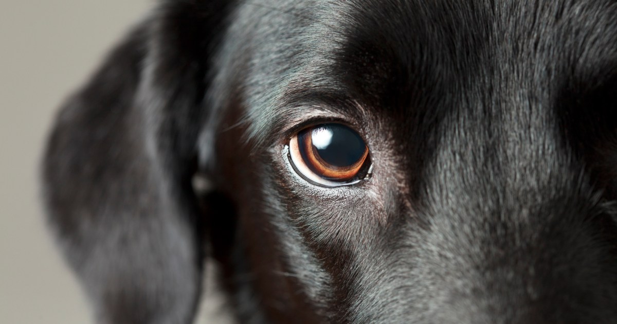 Are Dogs Color Blind? - DogTime