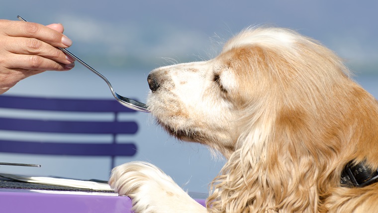 Can I Give My Dog Imodium For Diarrhea? - DogTime