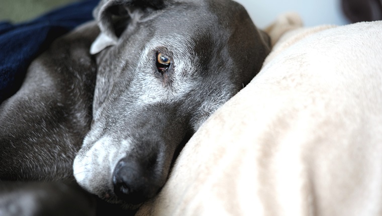'Can I Give My Dog Aleve?' Here's Why The Answer Is NO! - DogTime
