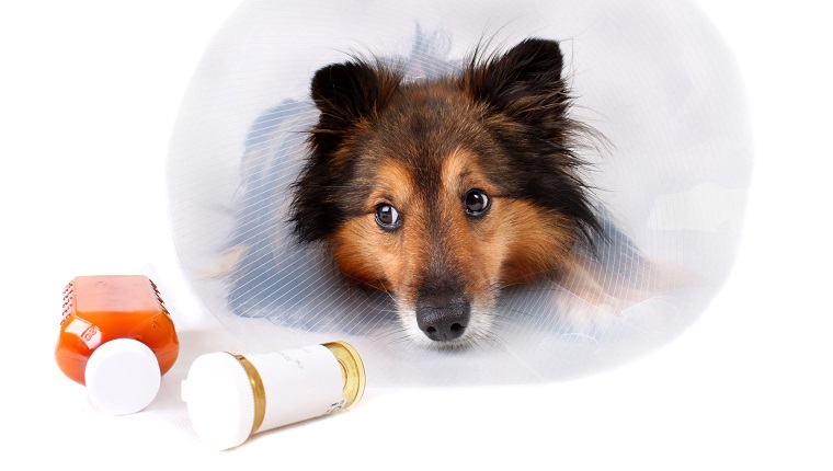 Can I Give My Dog Aspirin? Is Aspirin Safe For Dogs? - DogTime