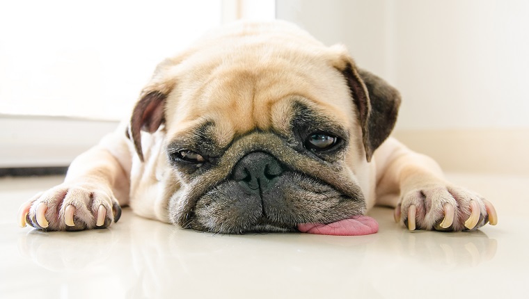 Can I Give My Dog Aspirin? Is Aspirin Safe For Dogs? - DogTime