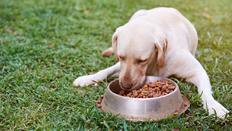 Can I Give My Dog Tums? Is Tums Safe For Dogs? - DogTime