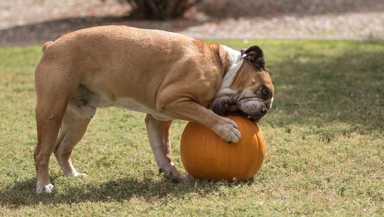 Can I Give My Dog Tums? Is Tums Safe For Dogs? - DogTime