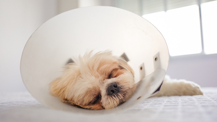 Can I Give My Dog Tylenol? Is Tylenol Safe For Dogs? - DogTime