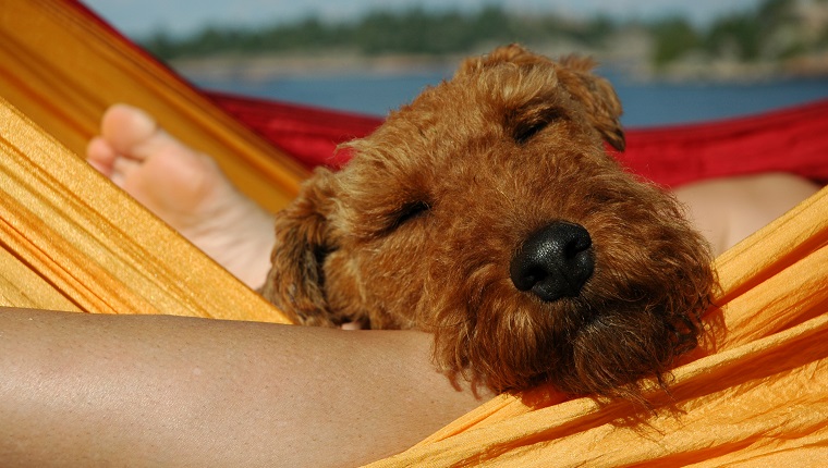 National Relaxation Day: 6 Ways To Chill With Your Dog - DogTime
