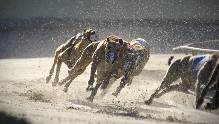 Florida, Where First US Dog Track Opened, May Ban Greyhound Races - DogTime