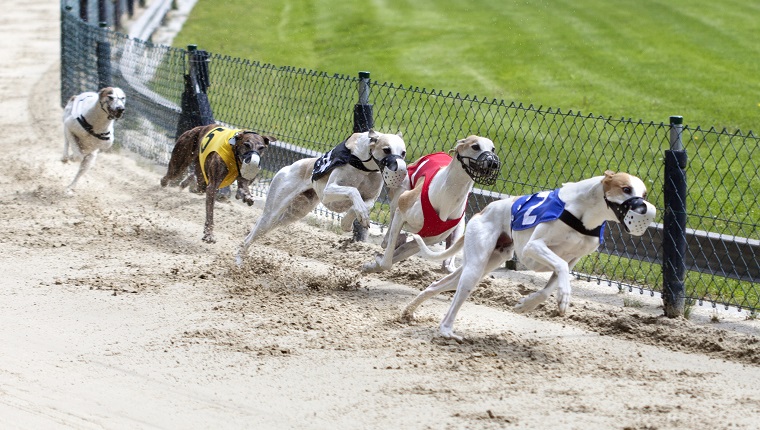 Florida, Where First US Dog Track Opened, May Ban Greyhound Races - DogTime