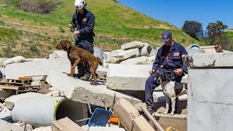 Foundation Gives Rescued Dogs New Lives As Search & Rescue Teams - DogTime