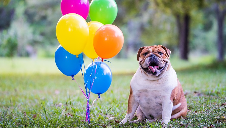 Happy National Dog Day! Join The Celebration On August 26th - DogTime