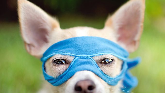 Find Out Which Dungeons & Dragons Class Would Best Fit Your Dog! - DogTime