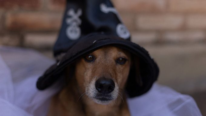 Find Out Which Dungeons & Dragons Class Would Best Fit Your Dog! - DogTime