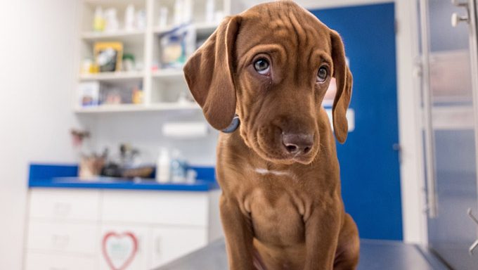 Help! My Dog Ate Marijuana! What Should I Do? - DogTime