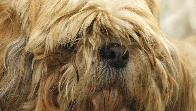 Dog Grooming: How To Treat Matted Fur [Videos]