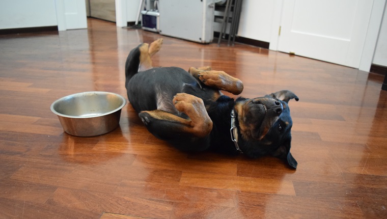 Dear Labby: What Should I Do About My Dog's Stomach Gurgling? - DogTime