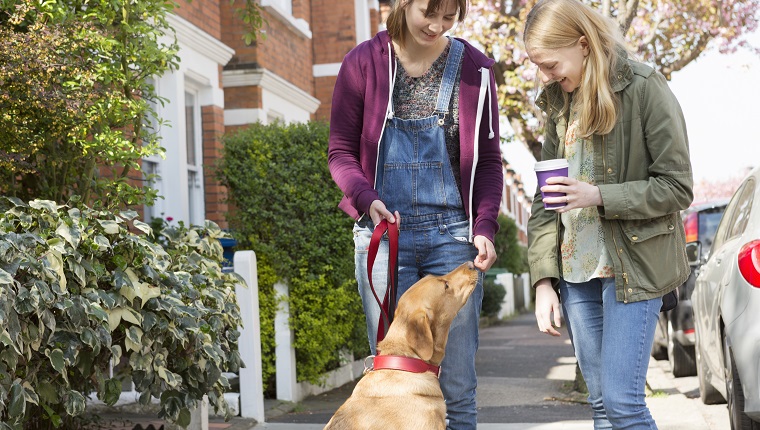 How To Get A Job As A Dog Walker - DogTime
