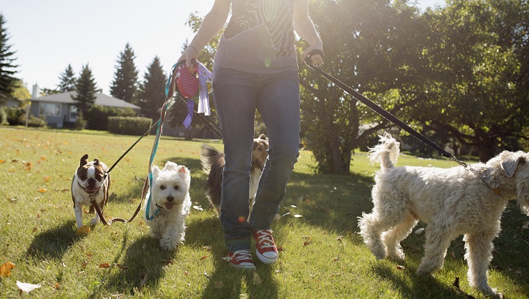 How To Get A Job As A Dog Walker - DogTime