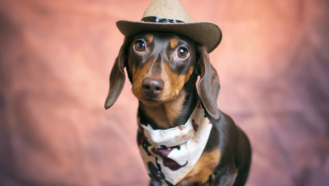 10 Best Wiener Dog Costumes For Halloween [PICTURES] - DogTime