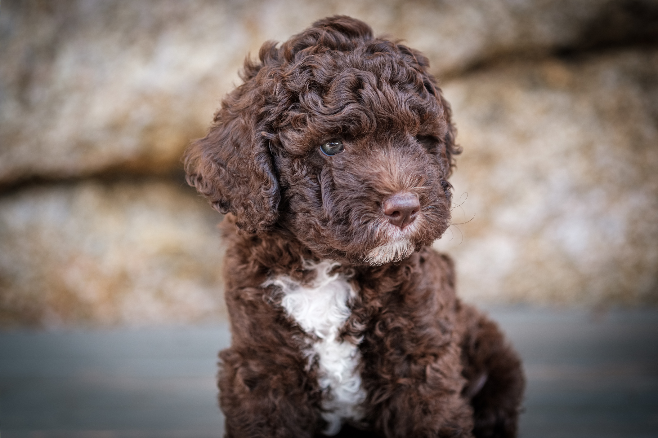 Lagotto Romagnolo Dog Breed Information & Characteristics
