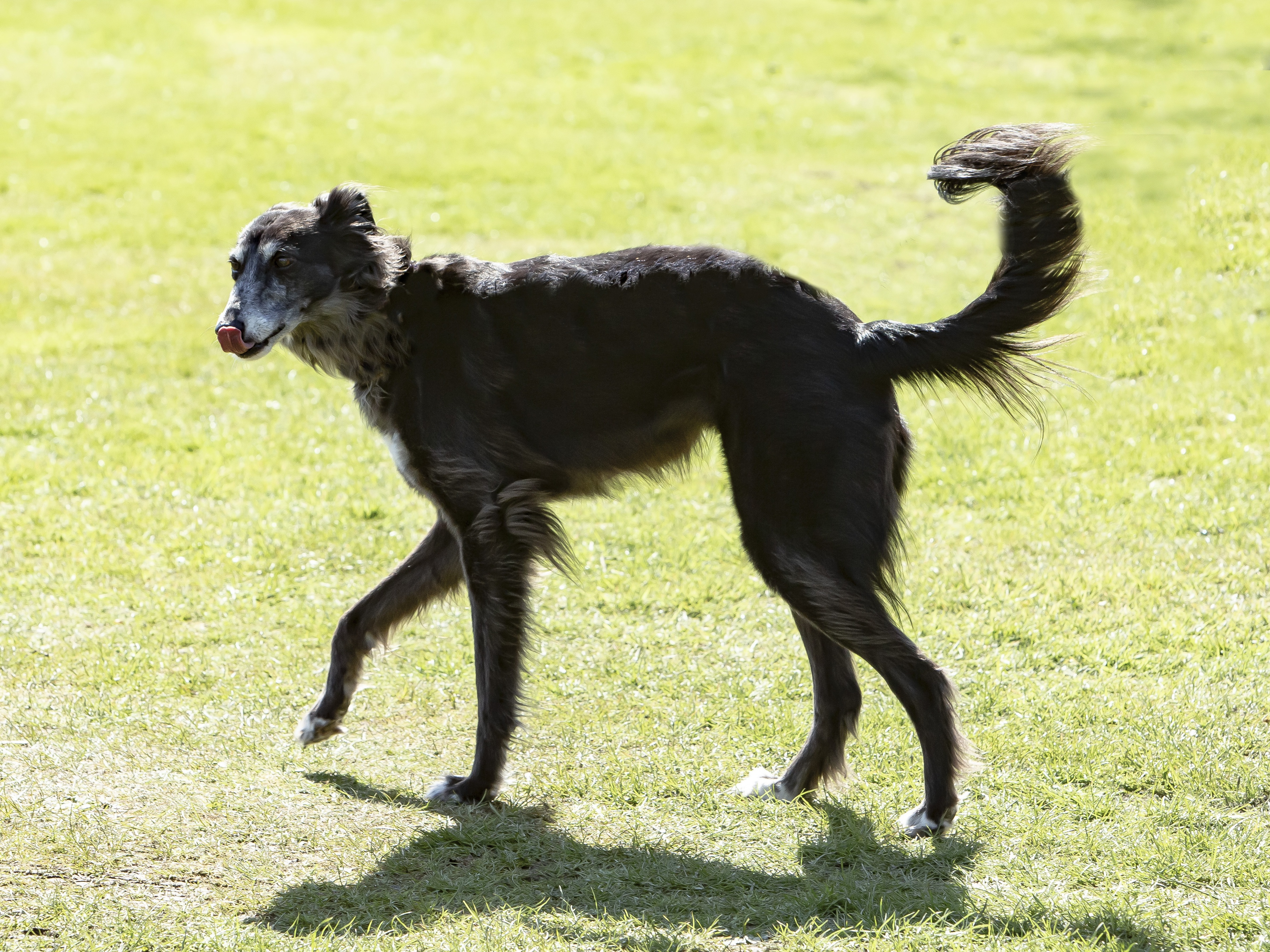 Silken Windhound Dog Breed Information & Characteristics