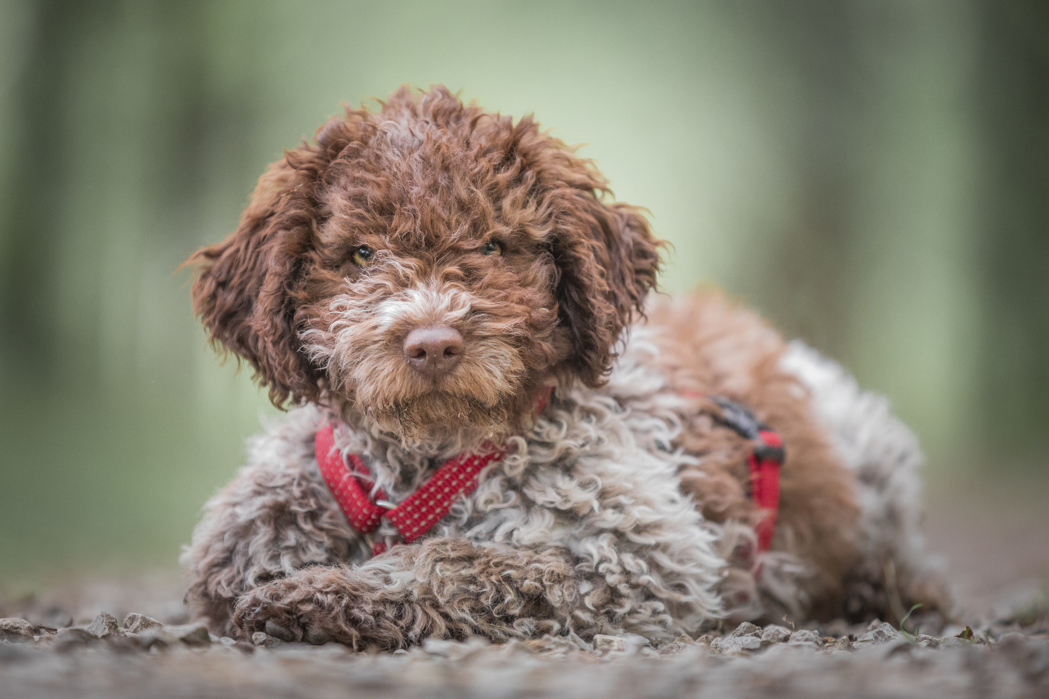 Lagotto Romagnolo Dog Breed Information & Characteristics