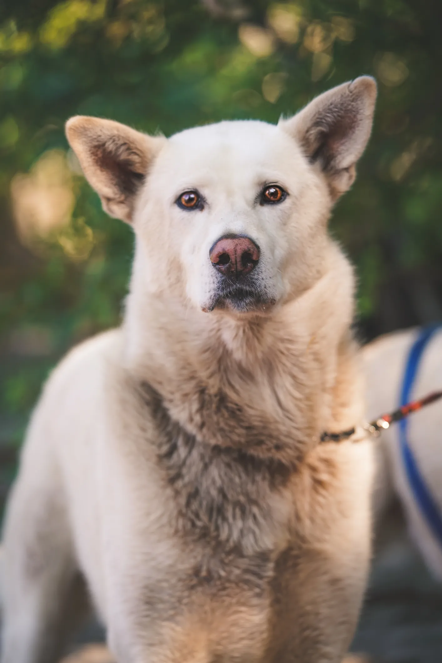 Jindo Dog Breed Information & Characteristics