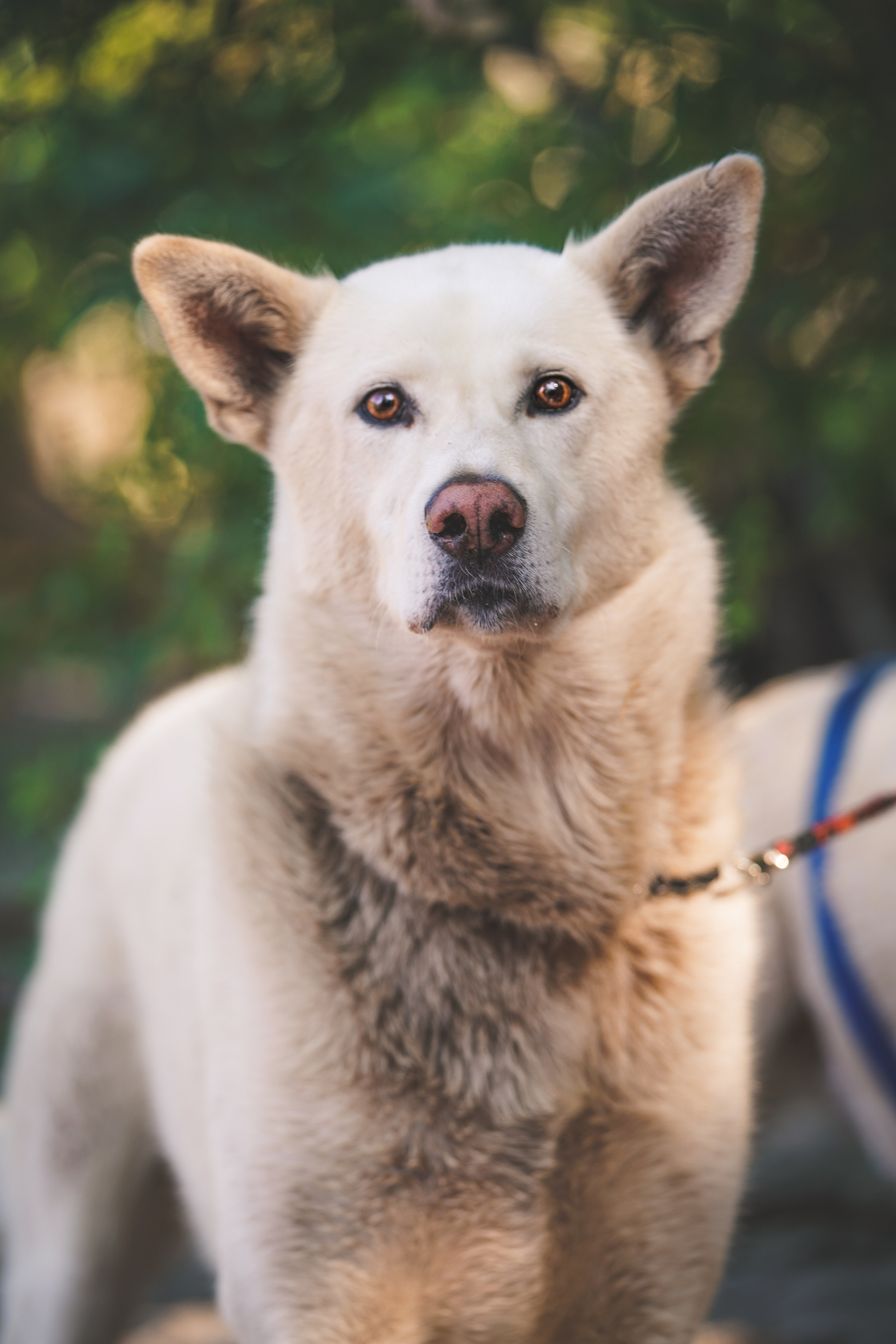 Jindo Dog Breed Information & Characteristics