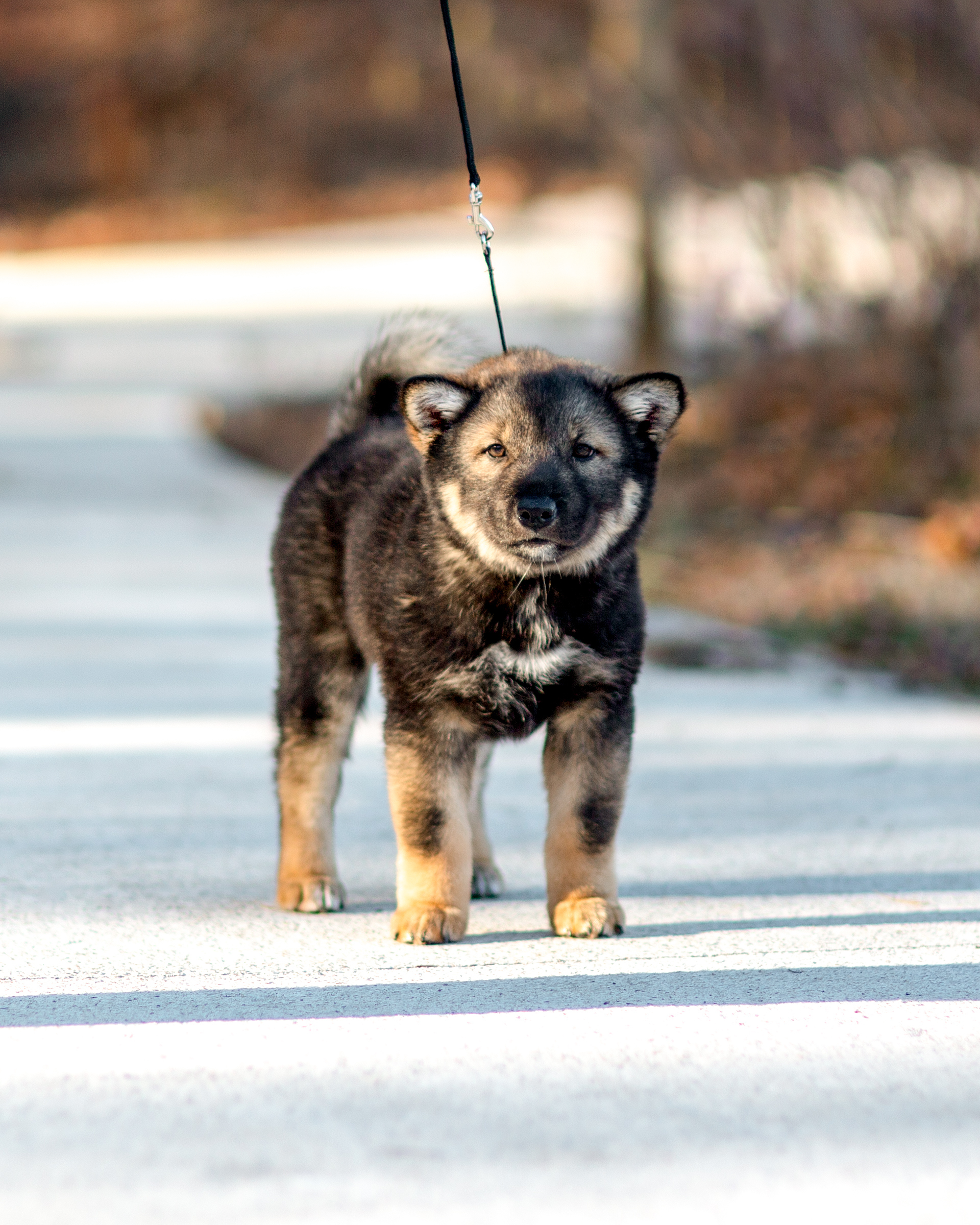 Jindo Dog Breed Information & Characteristics