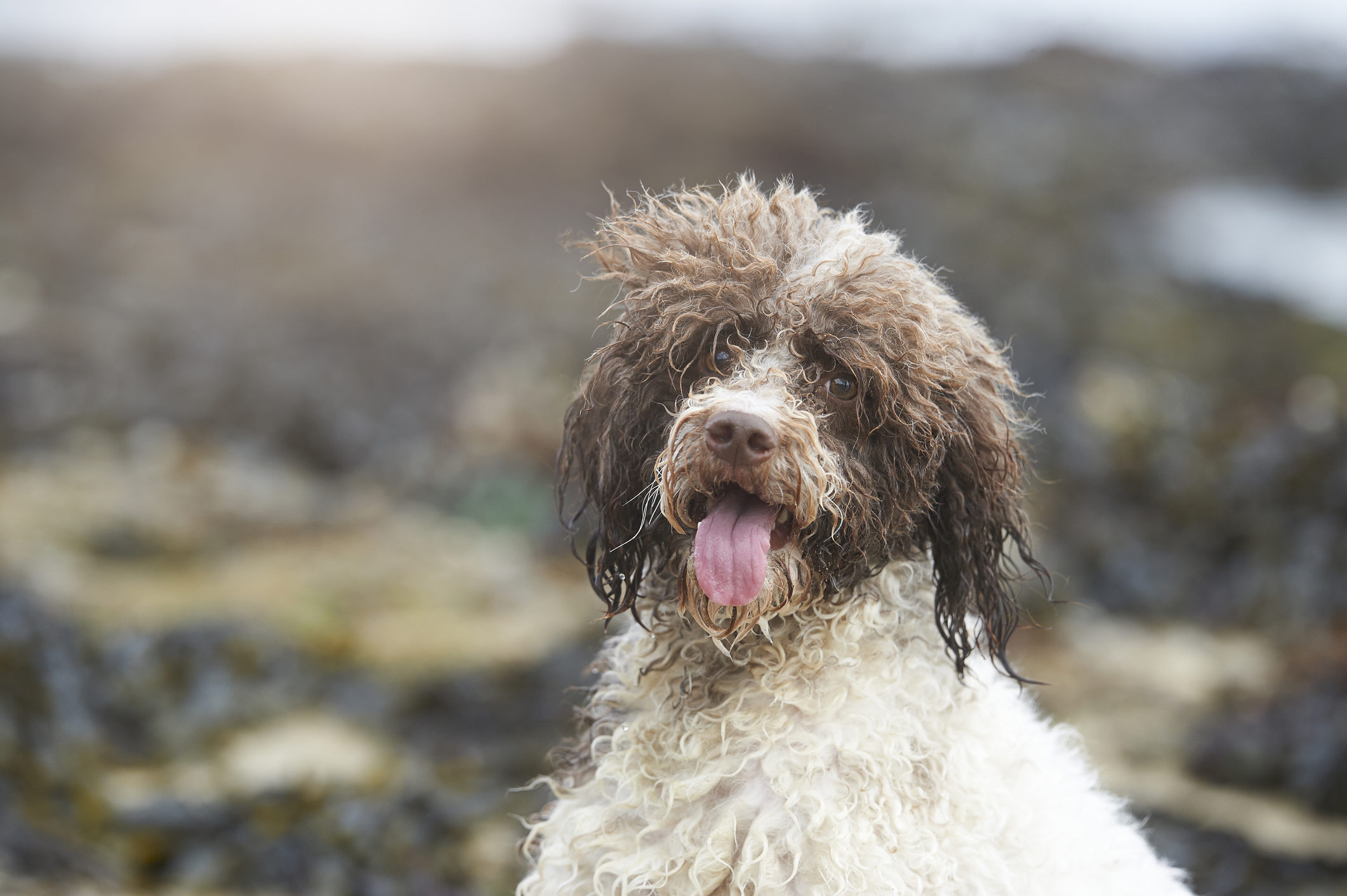 Lagotto Romagnolo Dog Breed Information & Characteristics