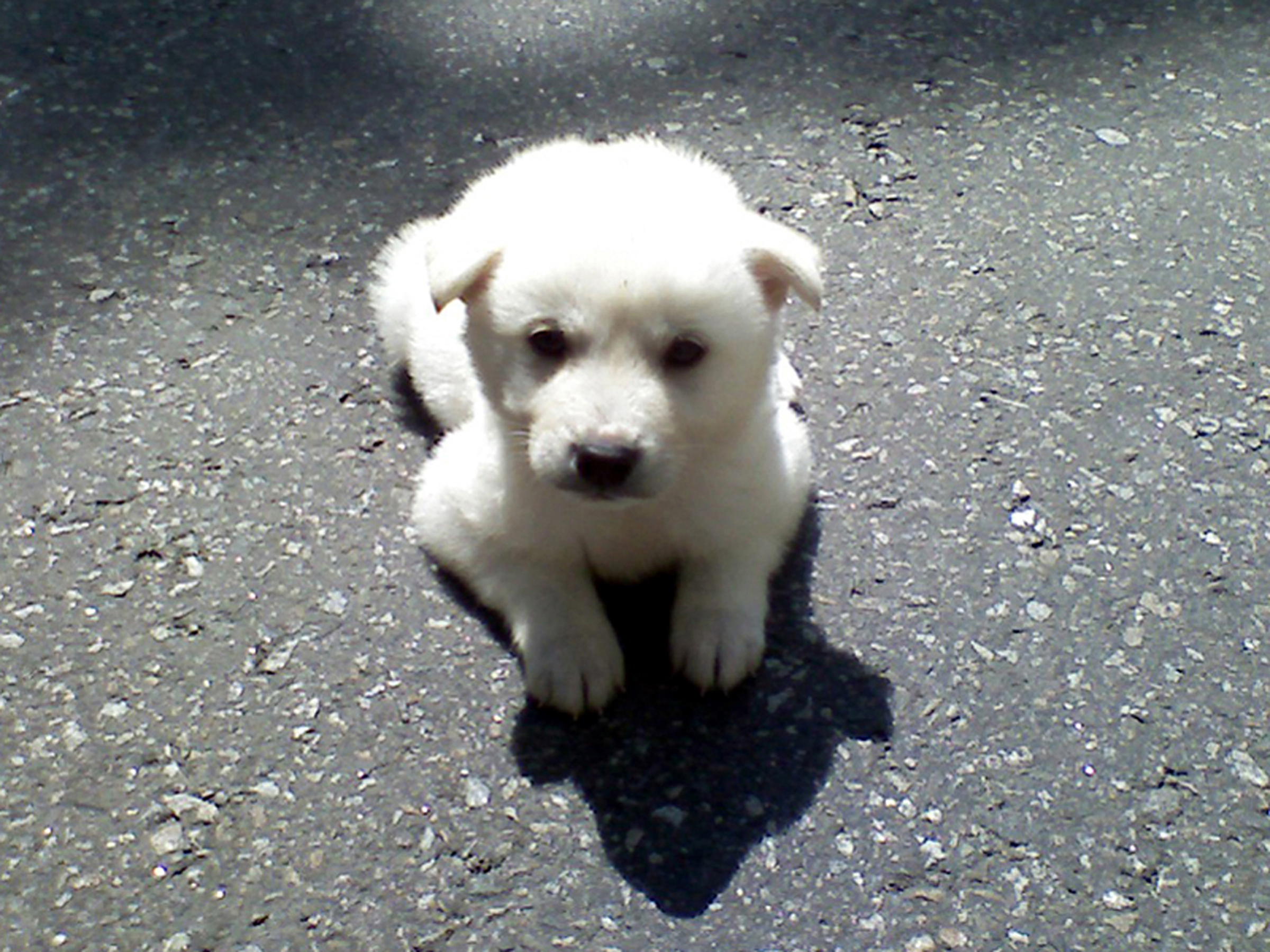Jindo Dog Breed Information & Characteristics
