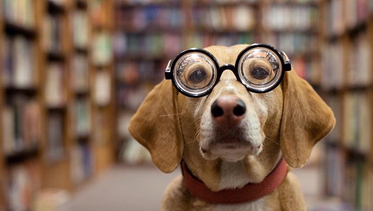 5 Best Fantasy And Science Fiction Books With Dogs - DogTime