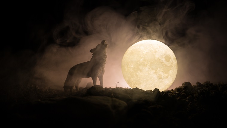 How To Tell If Your Dog Is Turning Into A Werewolf - DogTime