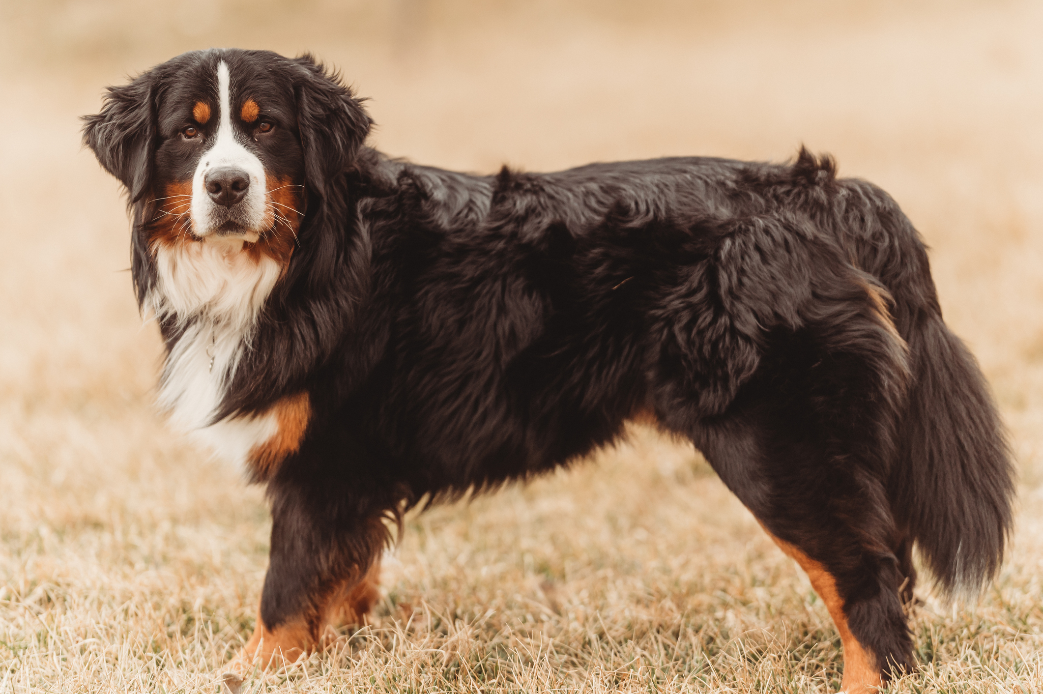 Bernese Mountain Dog Breed Information & Characteristics