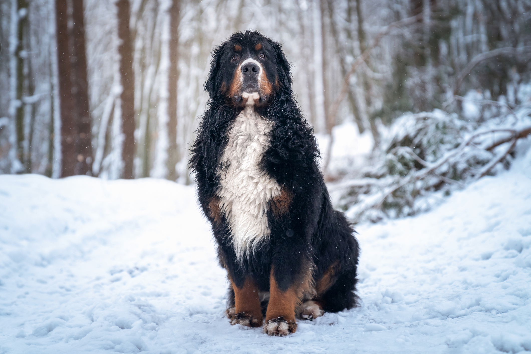 Bernese Mountain Dog Breed Information & Characteristics