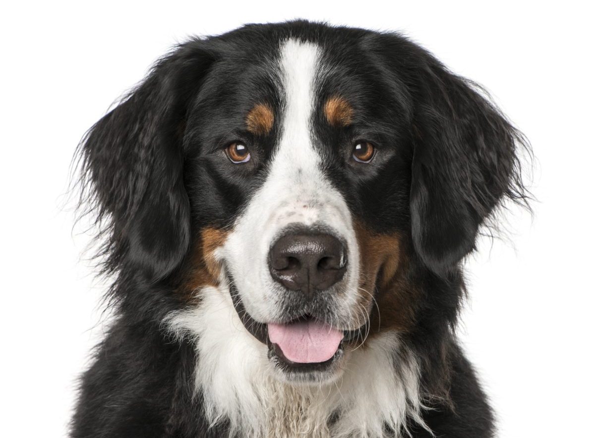 Bernese Mountain Dog Breed Information & Characteristics