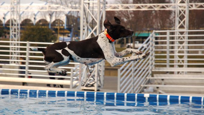 What Is 'Dock Diving' Or 'Dock Jumping' For Dogs? - DogTime