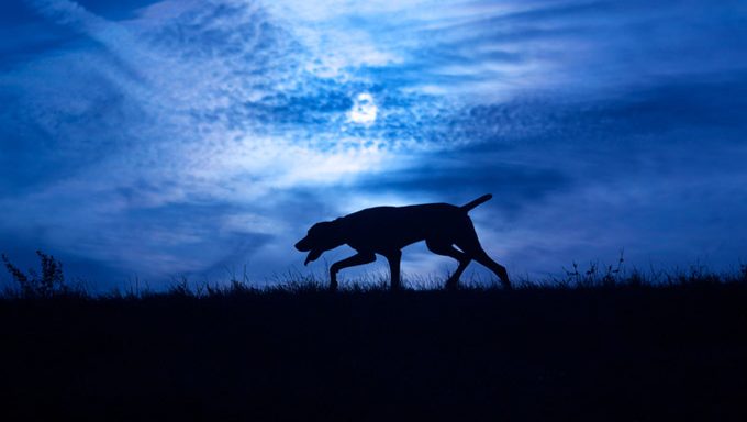 Let's Talk Safety Tips For Walking Your Dog At Night - DogTime