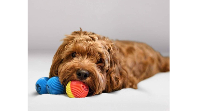 9 Awesome Indoor Gifts To Keep Your Pup Busy In Winter - DogTime