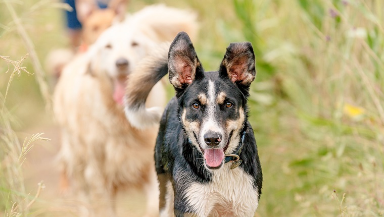 National Mutt Day: 7 Reasons Why Mixed Breed Dogs Are Awesome - DogTime