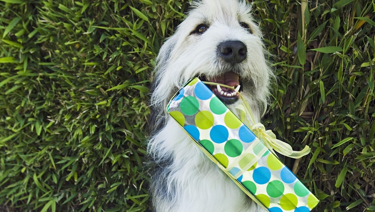 Happy National Mutt Day: 5 Best Gifts For Your Favorite Mixed Breed Dog ...