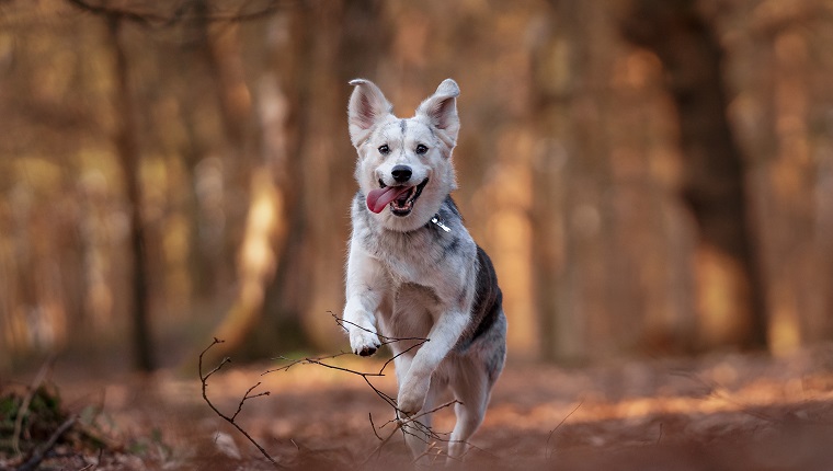 National Mutt Day: What's In A Mutt? - DogTime