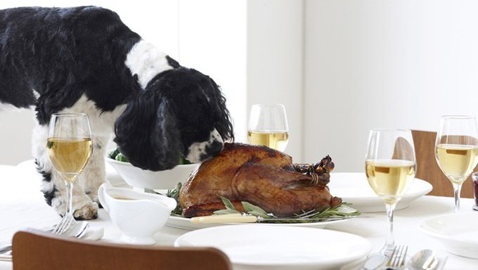 Can Dogs Eat Turkey? Is Turkey Safe For Dogs? - DogTime