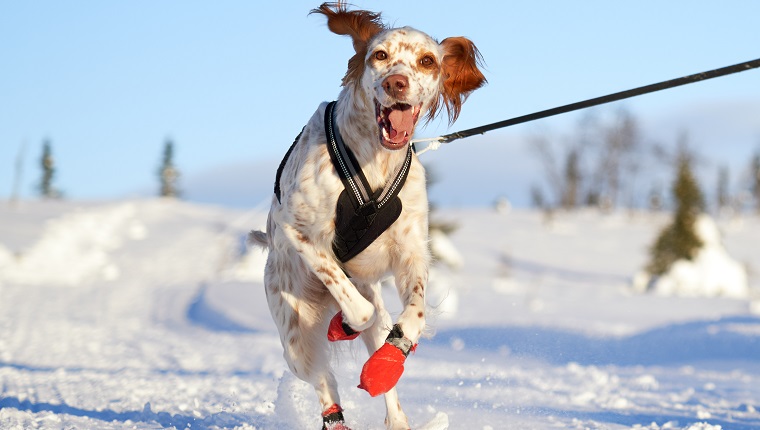 6 Helpful Safety Tips For Walking Dogs In The Snow - DogTime
