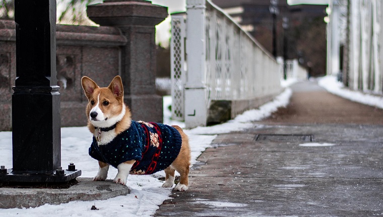 10 Dog Breeds That Love The Snow [VIDEOS] - DogTime