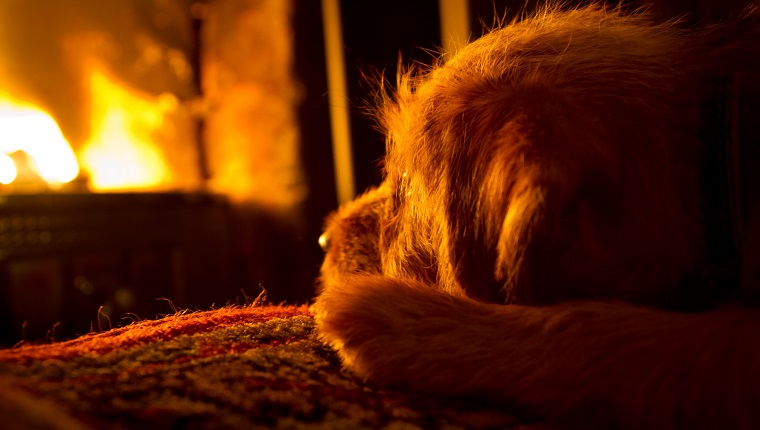 26 Adorable Dogs Warming Themselves By The Fire [PICTURES] - DogTime