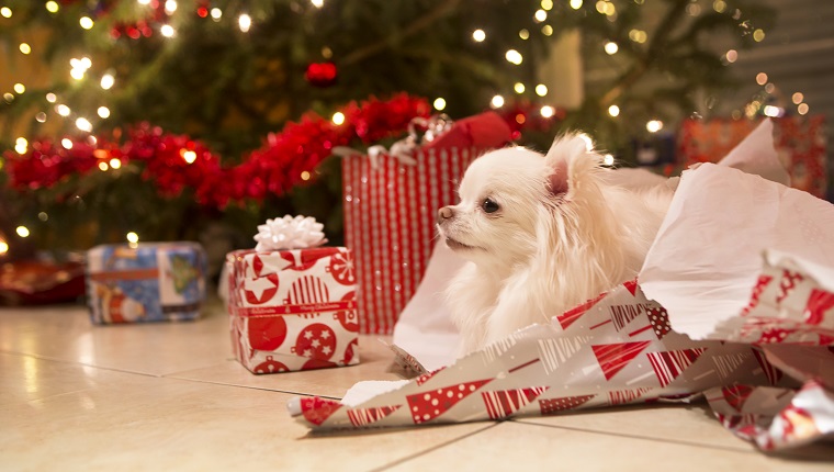 9 Dogs Who Can't Wait To Tear Open Christmas Gifts [VIDEOS] - DogTime
