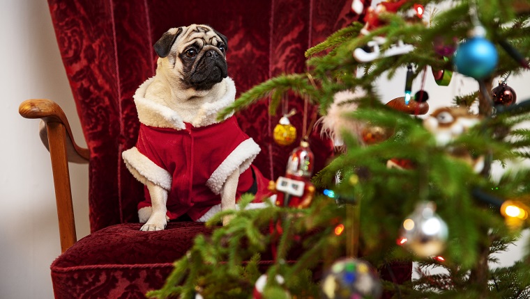 25 Dogs Staying Up All Night To See Santa [PICTURES] - DogTime