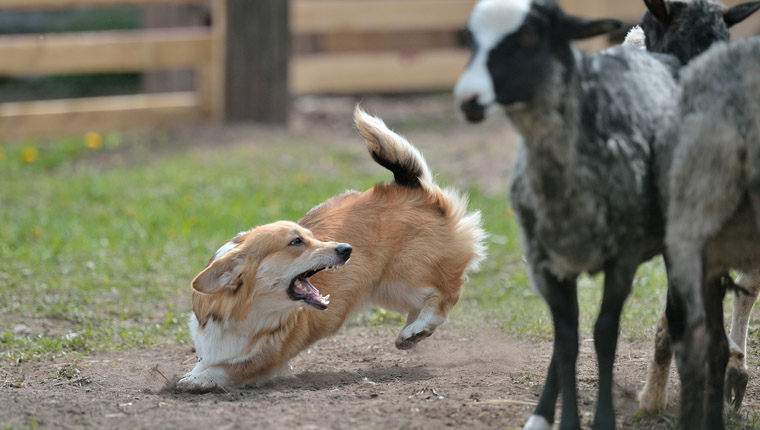 What Is The Herding Dog Group? - DogTime